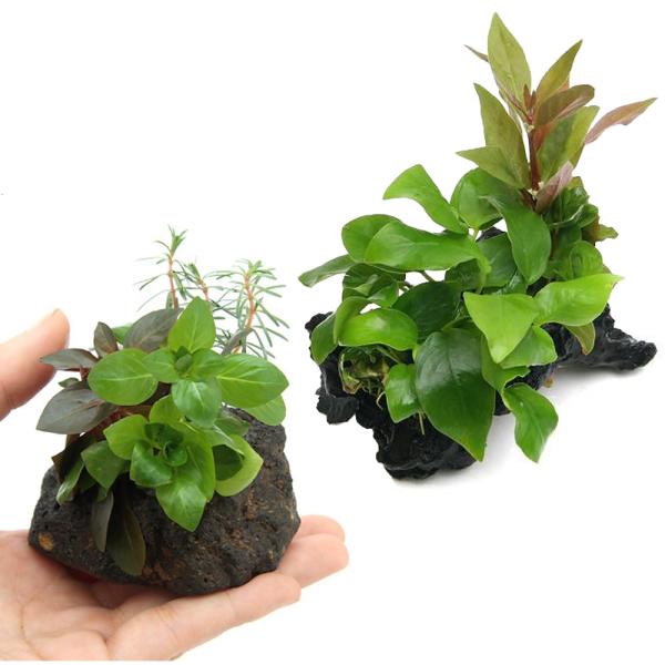 熱帯魚　thebonsaiseries　_aqua　穴あき溶岩石　水草　溶岩石付　all_plants　穴あき溶岩石水草　wp_kywrdwppoint0108　ミニサイズ　Plants　Arrangement　アヌビアス　ナナ　ゴールデン...