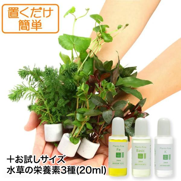 _aqua　水草　アクアリウム　mizukusa　aquarium　plants　水上葉　抽水葉　レイアウトセット　セット　レイアウト　水草セット　all_plants　有茎草　有茎種　おまかせ　無農薬　国産　国内生産　初心者向け　多孔質　...
