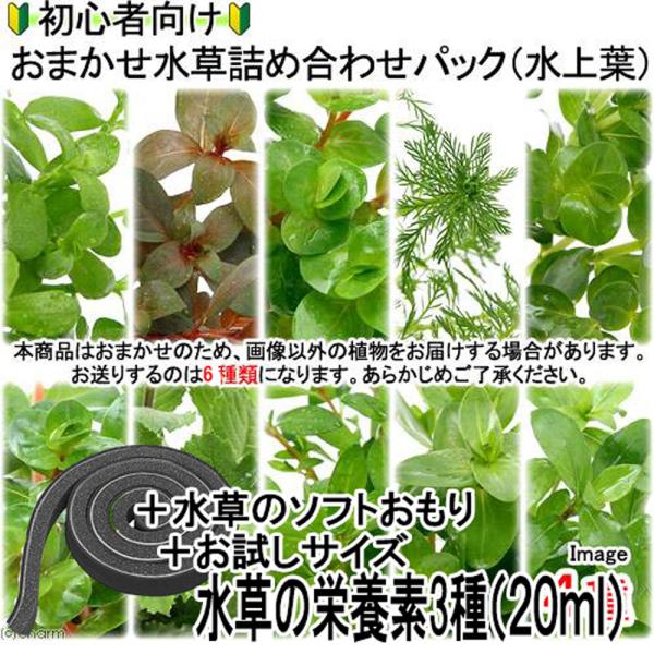 熱帯魚　_aqua　水草セット　水上葉セット　水草　セット　ミックス　all_plants　初心者　ロタラ　おまけplantmanual　初心者112　ソフトおもり　すぐ植えつけられる　ビギナー向け　簡単　説明書付き　おもり　ロール　ロール...