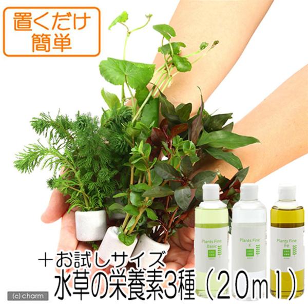 _aqua　水草　アクアリウム　ｍｉｚｕｋｕｓａ　ａｑｕａｒｉｕｍ　ｐｌａｎｔｓ　水上葉　抽水葉　レイアウトセット　セット　レイアウト　水草セット　all_plants　有茎草　有茎種　おまかせ　無農薬　国産　国内生産　初心者向け　多孔質　...