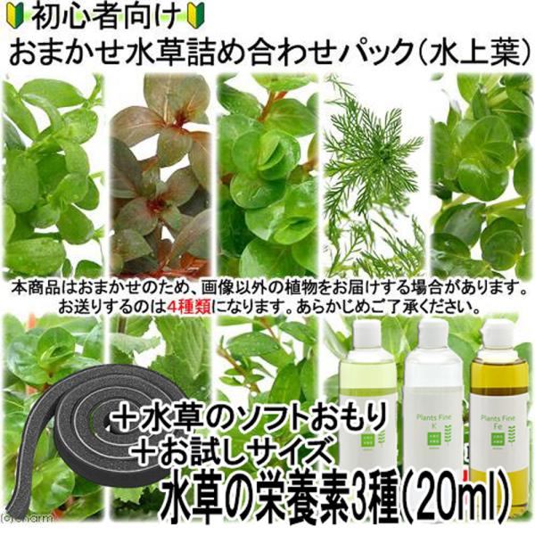 _aqua　水草　アクアリウム　ｍｉｚｕｋｕｓａ　ａｑｕａｒｉｕｍ　ｐｌａｎｔｓ　水上葉　抽水葉　レイアウトセット　セット　レイアウト　水草セット　all_plants　有茎草　有茎種　おまかせ　無農薬　国産　国内生産　初心者向け　おもり付...