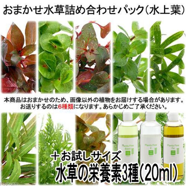 _aqua　水草　アクアリウム　mizukusa　aquarium　plants　水上葉　抽水葉　レイアウトセット　セット　レイアウト　水草セット　all_plants　有茎草　有茎種　おまかせ　無農薬　国産　国内生産　初心者向け　wpgc...