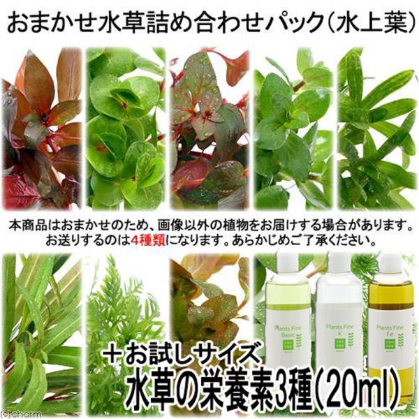 _aqua　水草　アクアリウム　ｍｉｚｕｋｕｓａ　ａｑｕａｒｉｕｍ　ｐｌａｎｔｓ　水上葉　抽水葉　レイアウトセット　セット　レイアウト　水草セット　all_plants　有茎草　有茎種　おまかせ　無農薬　国産　国内生産　初心者向け　wpgc...