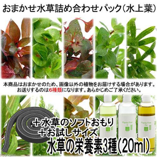 熱帯魚　_aqua　水草セット　水上葉セット　水草　セット　ミックス　all_plants　初心者　ロタラ　おまけ詰め合わせ　おもり　ソフト　ソフトクッション　ロールタイプ　_aqua　水草　アクアリウム　ｍｉｚｕｋｕｓａ　ａｑｕａｒｉｕｍ...