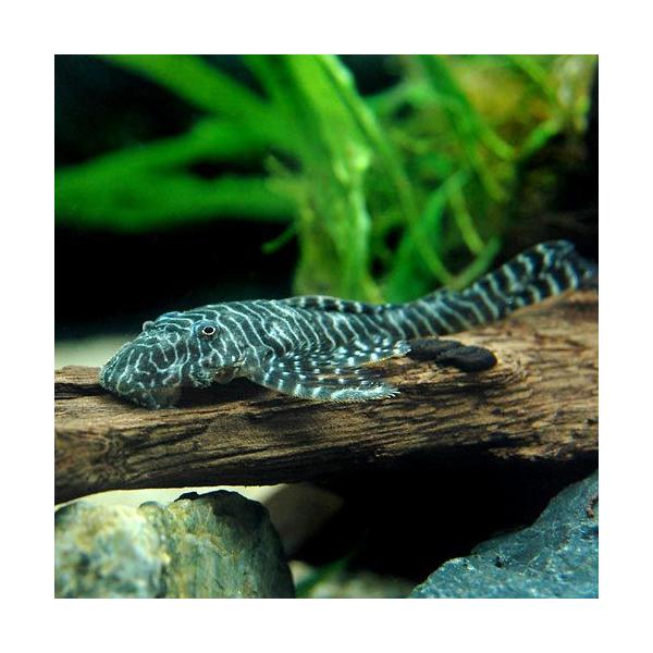 PF_SPQ　熱帯魚・エビ他　プレコ　種類で選ぶ　ブッシー・ブロンズ系　クィーンスパングルプレコ　１匹　fish_database　特集　タイガージェットプレコ　Ｐｓｅｕｄｏｌｉｔｈｏｘｕｓ　ｔｉｇｒｉｓ　Ｌ２５７　tansui62　gya...