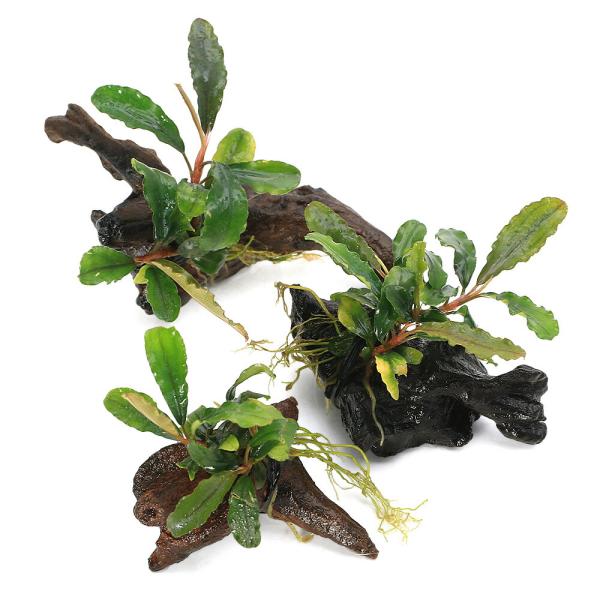 熱帯魚　水草　クリプトとその近縁　ブセファランドラsp　水上葉　テラリウム　テラ向け　陰性水草　低光量　サトイモ科　ブセファランドラ属　アルテミス　ブケファランドラ活着　活着水草　ワンポイント　y26m01　2026tuuki　RS　202...