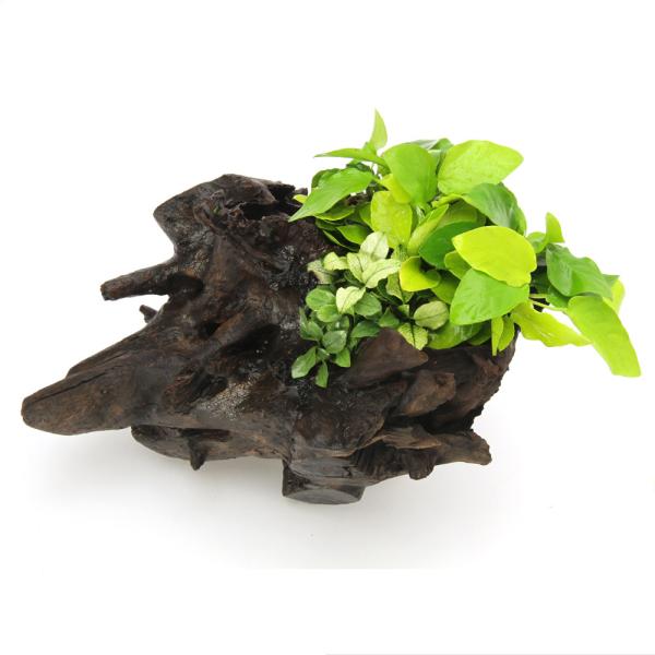 水草　一点物　置くだけ　陰生水草　低光量　流木付き　水草付き流木　水草付流木　水草付き　garde1ten　seitaigensen1ten　ジェイド　斑入り　ゴールデン　レア　20251229　y25m12　2026tuuki　y26m0...