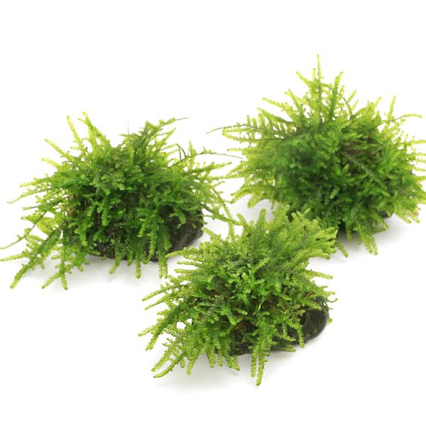 水草　巻き立て　エビが喜ぶ　アクセサリ　土台付き　モス　イクセイズミ　育成済み　置くだけ　簡単　簡単レイアウト　レイアウト　小さいサイズ　ミニ　Ｖｅｓｉｃｕｌａｒｉａ　ｆｅｒｒｉｅｉ　ハイゴケ科　Ｈｙｐｎａｃｅａｅ　ヴェシクラリア属　改良品...