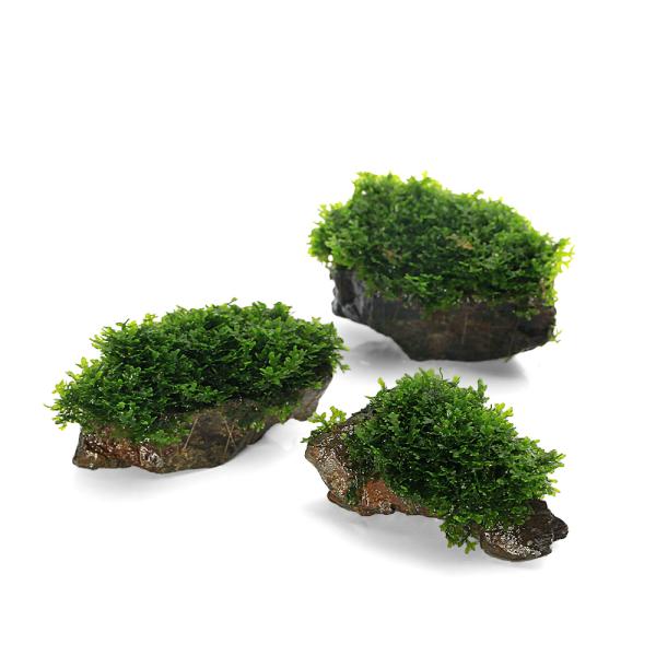 水草　コケ　モス類　プレミアムモス　プレモス　モスｓｐ　premoss　_auqa　流木　育成済　プレミアムグリーンモス付　カット流木　ミニサイズ　無農薬　育成済み　20260423　y26m04　2026tuuki　RS