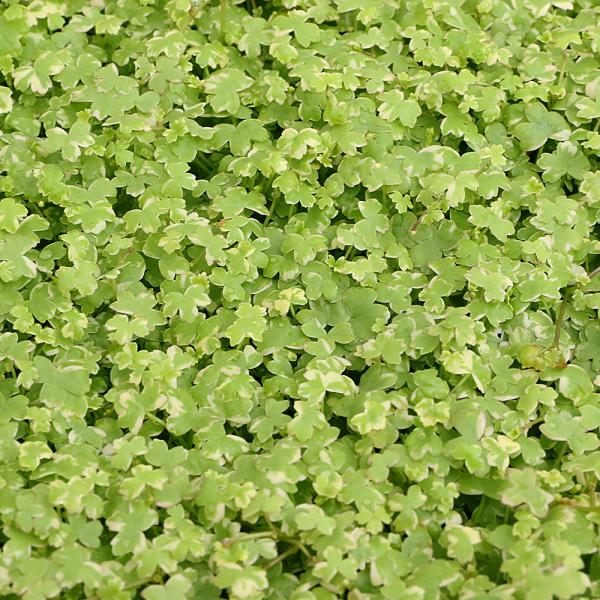 Hydrocotyle　Tripartita　熱帯魚　_wp　_aqua　plants20071031　水草　前景草　横に広がる　オーストラリアンクローバー　all_plants　水上葉_前景草　オーストラリアンノチドメ　オーストラリアン　...