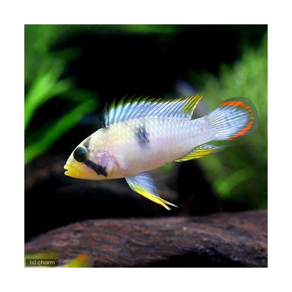 PF_SPQ　sfset　_aqua　熱帯魚・エビ他　シクリッド　種類で選ぶ　アピスト・ラミレジィ・他　アピストグラマ・パンドゥロ　ワイルド　１ペア　fish_database　中南米産　Ａｐｉｓｔｏｇｒａｍｍａ　ｐａｎｄｕｒｏ　パンドリニ...