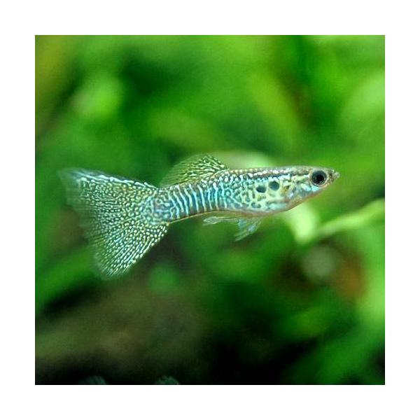 PF_SPQ　_aqua　熱帯魚・エビ他　グッピー　ノーマル系　レースコブラ・グッピー　国産ブリード　１ペア　fish_database　kaijyo　wes0520_pd10_kksgpy　top_fstok_guppy603　MS010...
