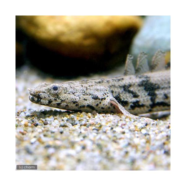 PF_SPQ　熱帯魚・エビ他　古代・大型魚　ポリプテルス・エンドリケリー・エンドリケリー　Ｍサイズ　１匹　fish_database　ビギナーにオススメ　Ｐｏｌｙｐｔｅｒｕｓ　ｅｎｄｌｉｃｈｅｒｉ　saki27to09　ポリプテルス　エンド...