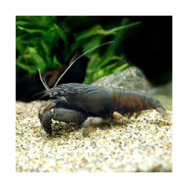 PF_SPQ　_aqua　sfset　熱帯魚・エビ他　その他エビ　ロックシュリンプ　アフリカンロックシュリンプ　ブルー　Ｌサイズ　１匹　fish_database　ガボンシュリンプ　アフリカンファンシュリンプ　ヴァンパイアシュリンプ　アフリ...