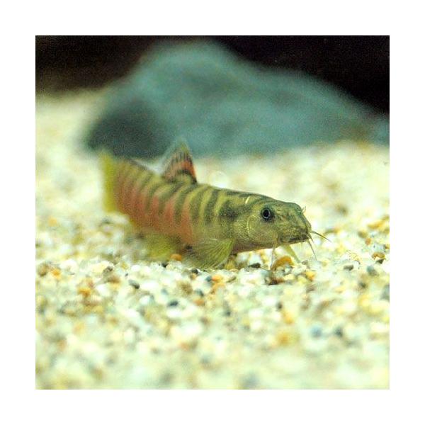 PF_SPQ　熱帯魚・エビ他　ローチの仲間　ドジョウ系　クリムゾン・ローチ　１匹　fish_database　コイ（ラスボラ等）　ローチ・ボーシャ　Ｓｃｈｉｓｔｕｒａ　ｋｏｄａｇｕｅｎｓｉｓ　ジャスパーローチ　corydoras_roach...