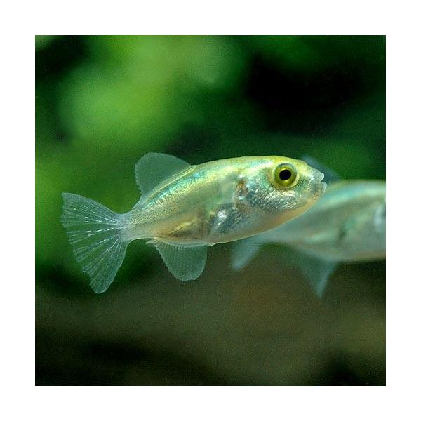 PF_SPQ　_aqua　熱帯魚・エビ他　その他の熱帯魚　フグ・パファーの仲間　ブロンズ・パファー　１匹　fish_database　フグの仲間　淡水フグ　Ｃｈｏｎｅｒｈｉｎｕｓ　Ａｕｒｕｇｌｏｂｕｓ　ｍｏｄｅｓｔｕｓ　ブロンズフグ　ゴール...