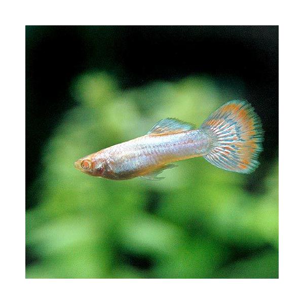 PF_SPQ　熱帯魚・エビ他　グッピー　ＲＲＥＡ系　ＲＲＥＡ・マゼンタ・グッピー　国産ブリード　１ペア　fish_database　kaijyotop_fstok_guppy603　MS0106　熱帯魚生体　kaijyo　top_fish0...