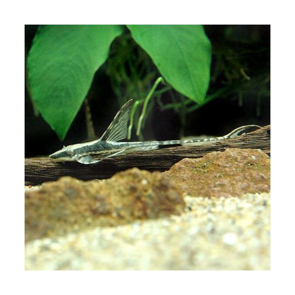 PF_SPQ　_aqua　熱帯魚・エビ他　オトシン・ロリカリア　ロリカリア　ロイヤルファロウェラ　１匹　fish_database　ロイヤルファロエラ　falowera_life01　ロリカリアの仲間　MS0106　tansui62　gya...