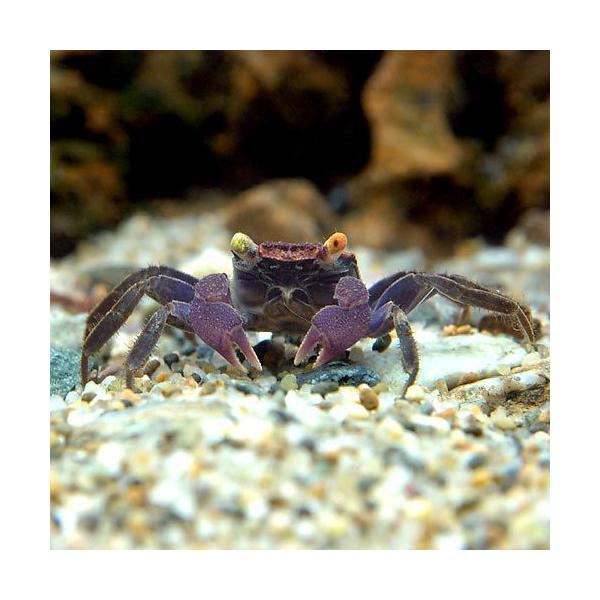 PF_SPQ　_aqua　_insect　熱帯魚・エビ他　ザリガニ・その他生体　バンパイア・クラブ　ドワーフクラブ　１匹　Ｇｅｏｓｅｓａｒｍａ　ｂｉｃｏｌｏｒ　fish_database　スラウェシシュリンプ　ヴァンパイヤクラブ　カーニバル...