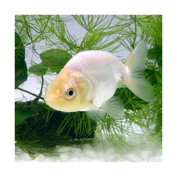 熱帯魚・エビ他　金魚　ランチュウ（生体）　rantyu504　金魚生体　kingyo_power0613　fish_database　nittan_kingyo_ranchu　kingyo_bonus130628　hansyoku0404　...