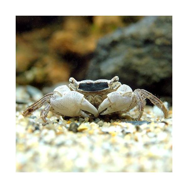 PF_SPQ　_aqua　_insect　熱帯魚・エビ他　ザリガニ・その他生体　バティック・クラブ　１匹　fish_database　Ｍｅｔａｓｅｓａｒｍａ　ｏｂｅｓｕｍ　イワトビベンケイガニ　vD9WBy2_ebki　v9Wy_2tEXl...