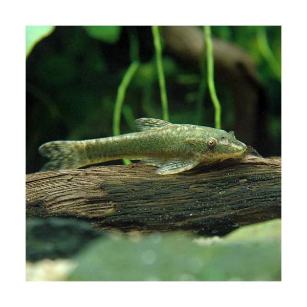 PF_SPQ　熱帯魚・エビ他　オトシン・ロリカリア　オトシン　グリーン・オトシン　１匹　fish_database　コケ取り生体　グリーン・パラ　グリーン・パロトキンクルス　224　figeri0323is　オトシンの仲間　otcnplc_...