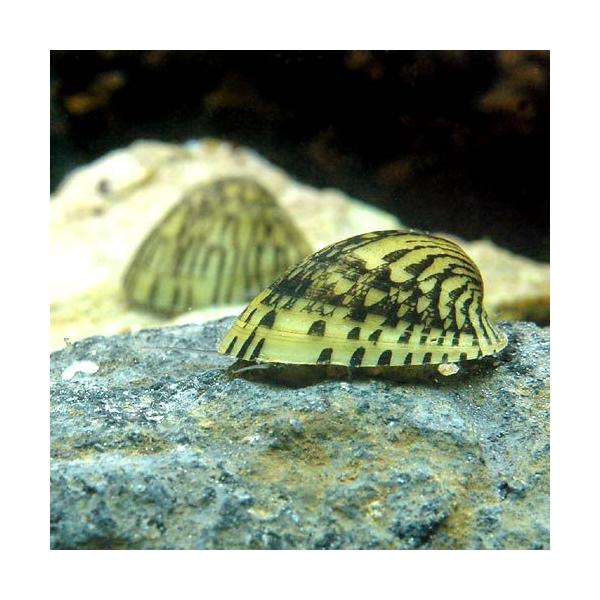 PF_SPQ　_aqua　熱帯魚・エビ他　貝　種類で選ぶ　石巻・サザエ・フネアマ　ベッコウフネアマガイ　ベッコウフネアマ貝　鼈甲船蜑貝　１匹　fish_database　食べさせる　Ｓｅｐｔａｒｉａ　ｐｏｒｃｅｌｌａｎａ　ｌｉｎｅａｔａ　フ...