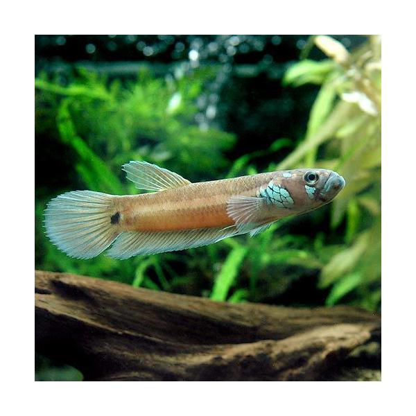 PF_SPQ　_aqua　sfset　fish_database　熱帯魚・エビ他　ベタ・グラミー・アナバス　ワイルドベタ　ベタ・ユニマクラータ　ブリード　１ペア　ベタ・グラミー　ベタ　cichlid_beta　wild-kairyo_bet...