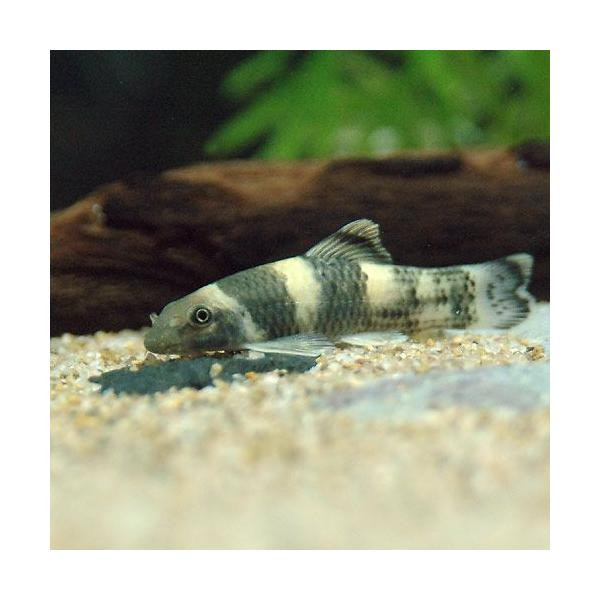 PF_SPQ　_aqua　熱帯魚・エビ他　ローチの仲間　タニノボリ・吸い付き系　パンダ・ガラ　１匹　Ｇａｒｒａ　ｆｌａｖａｔｒａ　fish_database　コイ（ラスボラ等）　その他　kaijyo　MS0106　top_fish0731