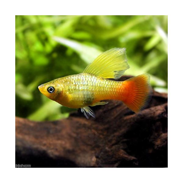 PF_SPQ　_aqua　熱帯魚・エビ他　プラティ・卵胎生メダカ　プラティの仲間　ハイフィン・バリアタス　４匹　fish_database　メダカの仲間　ビギナーにオススメ　Ｘｉｐｈｏｐｈｏｒｕｓ　ｖａｒｉａｔｕｓ　ｖａｒ．　ハイフィンヴァ...