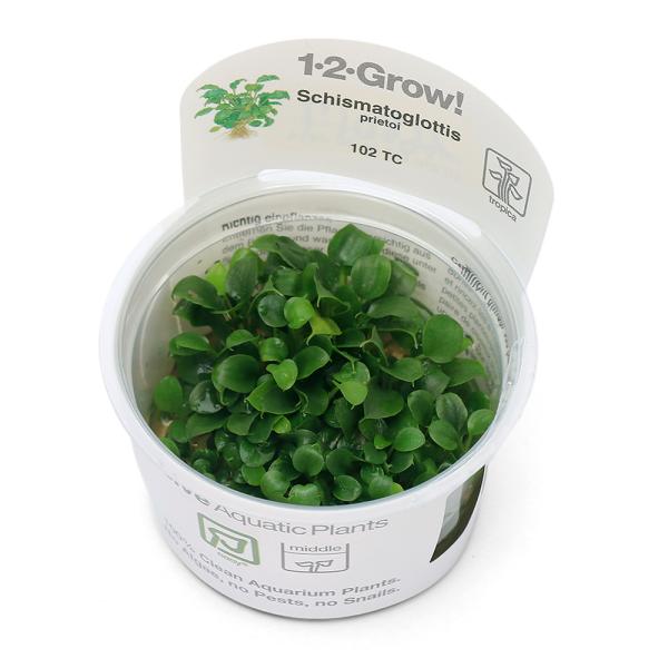 PF_SPQ　水草　all_plants水草　低光量　陰性水草　クリプトとその近縁　スキスマグロッティス　ブリエトイ　1-2-GROW　組織培養　メリクロン　カップ　無菌　クリーン　RH20230801　2023kouki　wplantev...