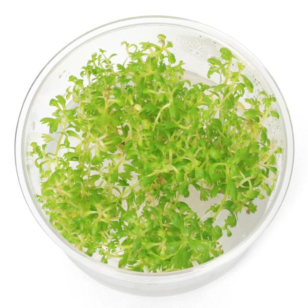 PF_SPQ　水草　後景草　組織培養　カップ　サクラソウ科　Ｐｒｉｍｕｌａｃｅａｅ　ホトニア属　Ｈｏｔｔｏｎｉａ　Ｈｏｔｔｏｎｉａ　ｐａｌｕｓｔｒｉｓ　YT　20240702　2024kouki　y24m07　wplantevent2024...