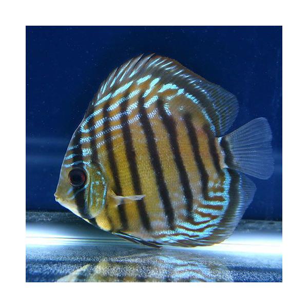 PF_SPQ　sfset　_aqua　熱帯魚・エビ他　エンゼル・ディスカス　ディスカス　ワイルド系　グリーン・ディスカス　テフェ産　ワイルド　１匹　fish_database　Ｓｙｍｐｈｙｓｏｄｏｎ　ａｅｑｕｉｆａｓｃｉａｔｕｓ　ａｅｑｕｉ...