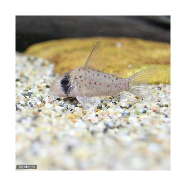 熱帯魚・エビ他　コリドラス　ショートノーズ　コリドラス・アトロペルソナータス１　ワイルド　３匹　シクリ　Ｈｏｐｌｉｓｏｍａ　ａｔｒｏｐｅｒｓｏｎａｔｕｍ　Ｃｏｒｙｄｏｒａｓ　ａｔｒｏｐｅｒｓｏｎａｔｕｓ　20101204　ＭＳ　fish-k...