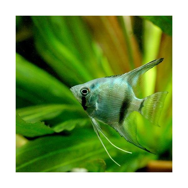 熱帯魚・エビ他　エンゼル・ディスカス　エンゼルフィッシュ　エンゼル・フィッシュ　ブルー　国産ブリード　３匹　ビギナーにオススメ　ブルー　southamerican_scrid　201312guppyangel20　movie_1278863...