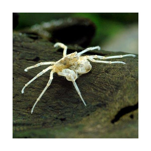 PF_SPQ　_aqua　熱帯魚・エビ他　ミクロスパイダー・クラブ　２匹　fish_database　Ｌｉｍｎｏｐｉｌｏｓ　ｎａｉｙａｎｅｔｒｉ　タイミクロクラブ　アジアニセクモガニ　rep_etc　kaijyo　kanikanisa021...