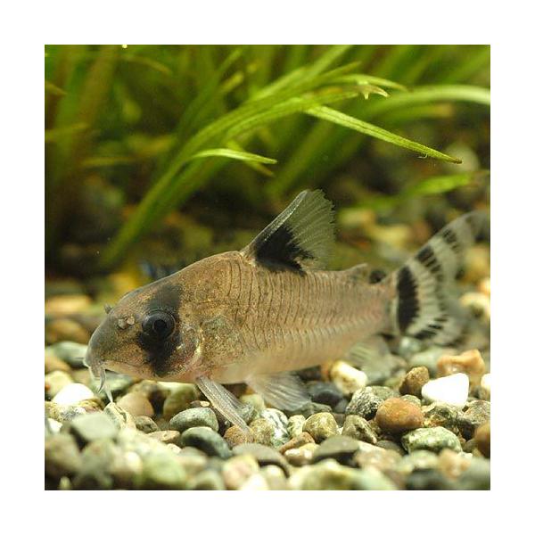 PF_SPQ　熱帯魚・エビ他　コリドラス　ショートノーズ　コリドラス・オイヤポクエンシス　ブリード　１匹　Ｈｏｐｌｉｓｏｍａ　ｏｉａｐｏｑｕｅｎｓｅ　Ｃｏｒｙｄｏｒａｓ　ｏｉａｐｏｑｕｅｎｓｉｓ　コリドラスオイヤポキエンシス　fish_da...