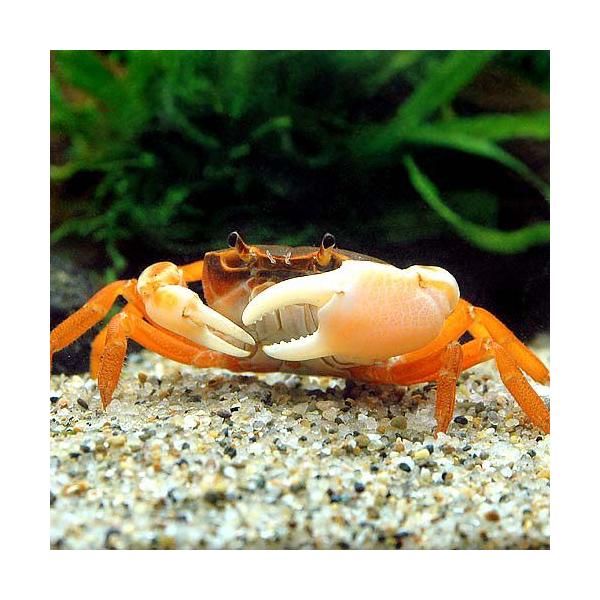 熱帯魚・エビ他　ザリガニ・その他生体　サワガニ　レッド　３匹　fish_database　ep_etc　freshwatercrab　bnrzarikanisa0319　zariganisa0703　MS0106　kaijyo　top_eb...