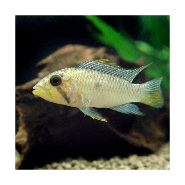 PF_SPQ　_aqua　sfset　熱帯魚・エビ他　シクリッド　種類で選ぶ　アピスト・ラミレジィ・他　アピストグラマｓｐ．　マウスブルーダー　ワイルド　１ペア　fish_database　中南米産　Ａｐｉｓｔｏｇｒａｍｍａ　ｂａｒｌｏｗｉ...