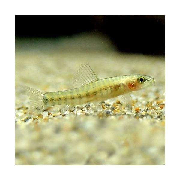 PF_SPQ　_aqua　熱帯魚・エビ他　ローチの仲間　ドジョウ系　ピグミーマルチストライプローチ　１匹　fish_database　コイ　ラスボラ等　ローチ・ボーシャ　Ｙｕｎｎａｎｉｌｕｓ　Ｍｉｃｒｏｎｅｍａｃｈｅｉｌｕｓ　ｃｒｕｃｉａｔ...