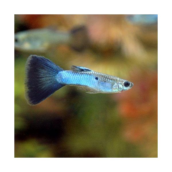 PF_SPQ　熱帯魚・エビ他　グッピー　系統で選ぶ　ノーマル系　シンガーブルーブルーテール・グッピー　国産ブリード　１ペア　fish_database　review25sen淡水生体　weksaka114　weksaka128kokusan...