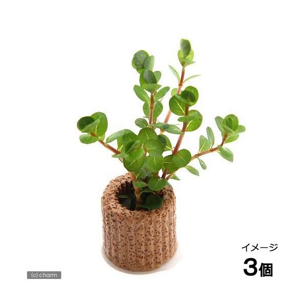 Rotala_Wayanad　熱帯魚　_wp　_aqua　Rotala　sp."Wayanad"　有茎　ヤ行　ナンセアンの仲間　水草　後景草　明るい　ワイナード302　all_plants　wp_kywrd　sougen_series　20...