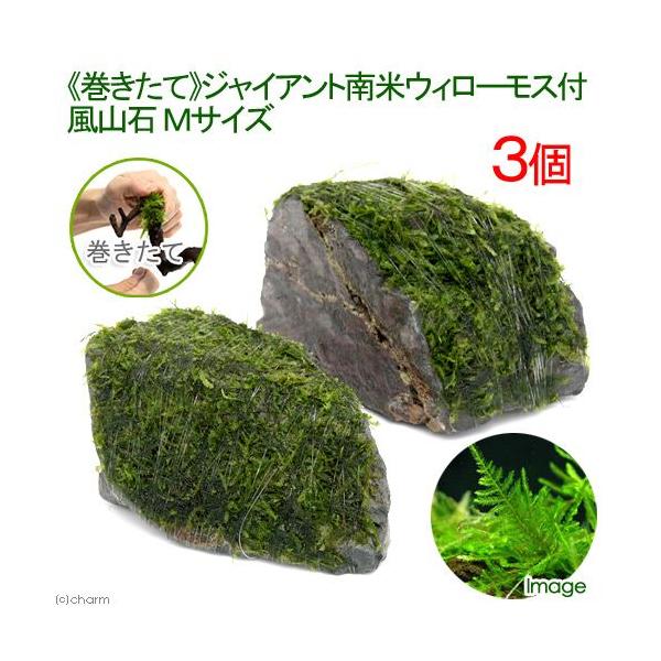熱帯魚　エビ用水草　水草　溶岩石付　all_plants　溶岩石素材はこちら　ウィローモス溶岩石はこちら　ジャイアント南米ウィローモスはこちら　sokonuke0216水草　ハウス状はこちら　wp_february500　20120828　...