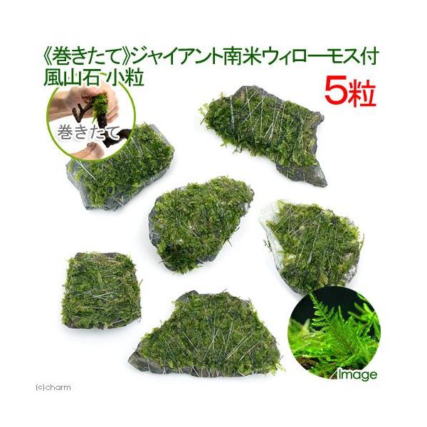 熱帯魚　_wp　_aqua　ウィローモス特集　ビギナーにお勧め　水草付き流木　エビ用水草　ろ材素材はこちら　ジャイアント南米ウィローモスはこちら　ハウス状はこちら　ウィローモスコテージ小はこちら　ウィローモスコテージ中はこちら　エビ居住空間...