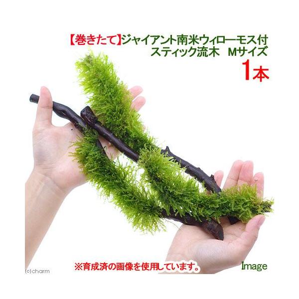 熱帯魚　_aqua　ウィローモス特集　水草付き流木　巻きたてはこちら　南米ジャイアントモスはこちら　ジャイアント南米モスＭはこちら　塊状はこちら　エビ用水草　水草　モス／シダ付流木　all_plants　ウィローモス　jp1109　mos_...
