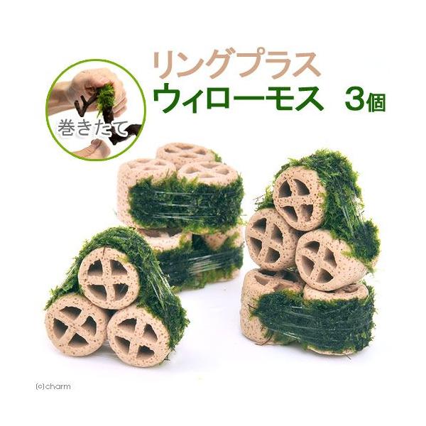 熱帯魚　_wp　_aqua　ウィローモス特集　ビギナーにお勧め　水草付き流木　エビ用水草　ウィローモスはこちら　ろ材素材はこちら　ライフモスグッズはこちら　ろ材素材小はこちら　CO2なしでも育つ水草　水草ハウス　all_plants　ウィロ...