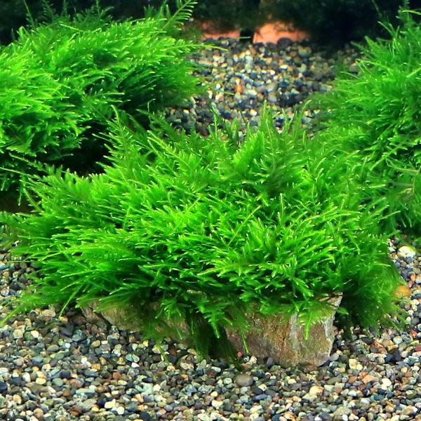 sfset　_aqua　熱帯魚　エビ用水草　水草　溶岩石付　all_plants　溶岩石素材はこちら　ウィローモス溶岩石はこちら　ジャイアント南米ウィローモスはこちら　sokonuke0216水草　ハウス状はこちら　wp_february5...