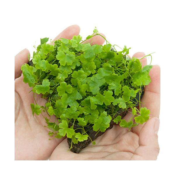 Hydrocotyle　Tripartita　熱帯魚　_wp　_aqua　水草　前景草　横に広がる　オーストラリアンクローバー　all_plants　水上葉_前景草　wp_kywrd　お勧め前景草　20121227　ＮＲ　オーストラリアンノ...