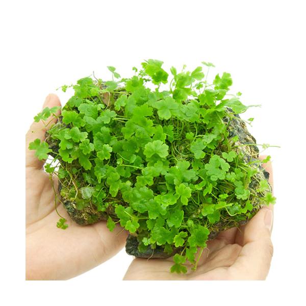 Hydrocotyle　Tripartita　熱帯魚　_wp　_aqua　水草　前景草　横に広がる　オーストラリアンクローバー　all_plants　水上葉_前景草　wp_kywrd　お勧め前景草　20121227　ＮＲ　オーストラリアンノ...