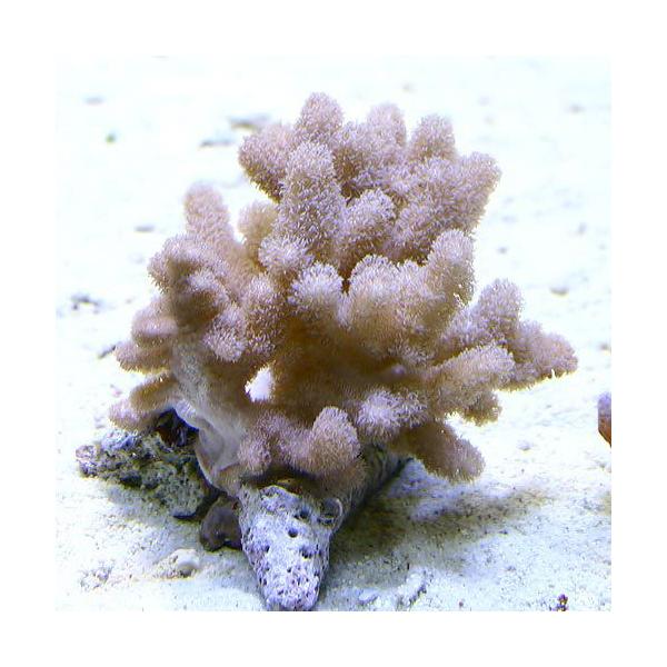 cP_nyuka　◎　kaisui73　沖縄　okinawa　ma_sanfdmsklgo　b_coral　海水　サンゴ　ソフトコーラル　m_softcoral　sigint20　コルトコーラル　Ｓサイズ　ma_mai01　tclksdfj...